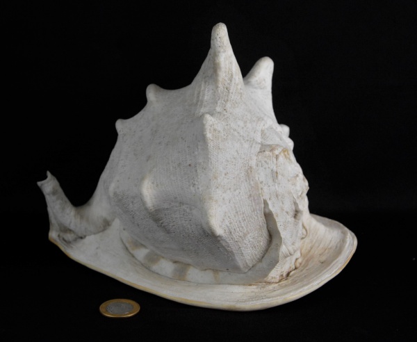 Grande concha -med. 22cm