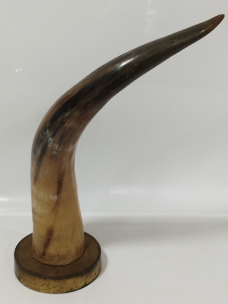 Objeto decorativo - Chifre de boi, medindo 40 cm. Em ót