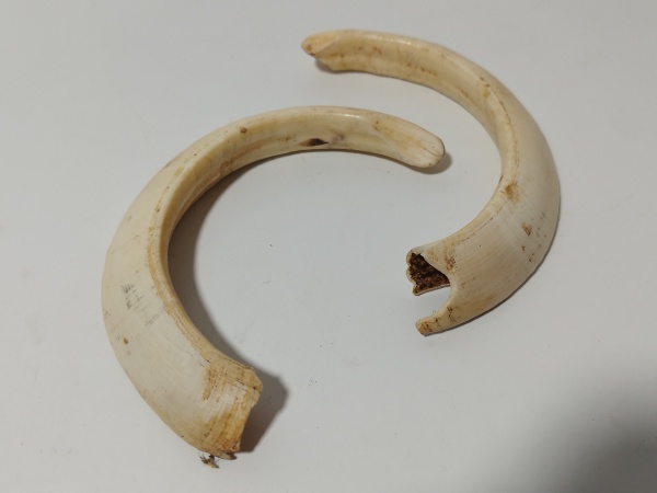Cranio De Javali Com Presas Conheça O Salmão Pré Histórico Com